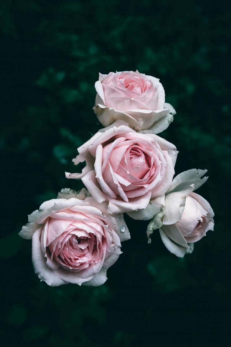 Why Bulgarian Rose Is a Gamechanger for Hydrating and Soothing Skin ...