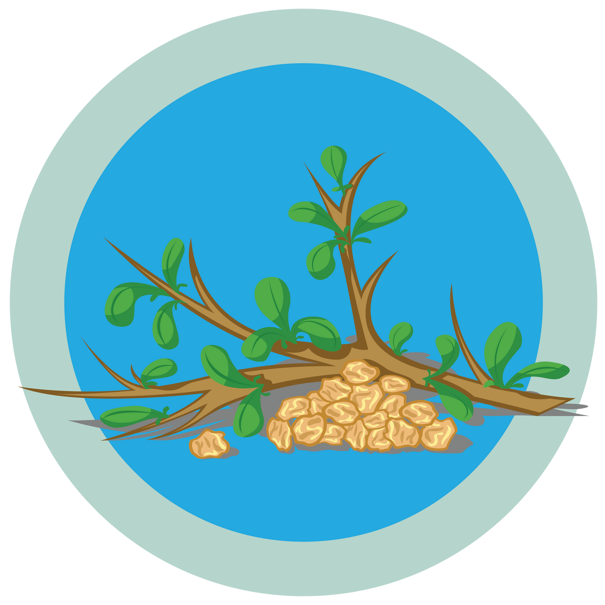 Myrrh Resin Extract – Boho Botanist